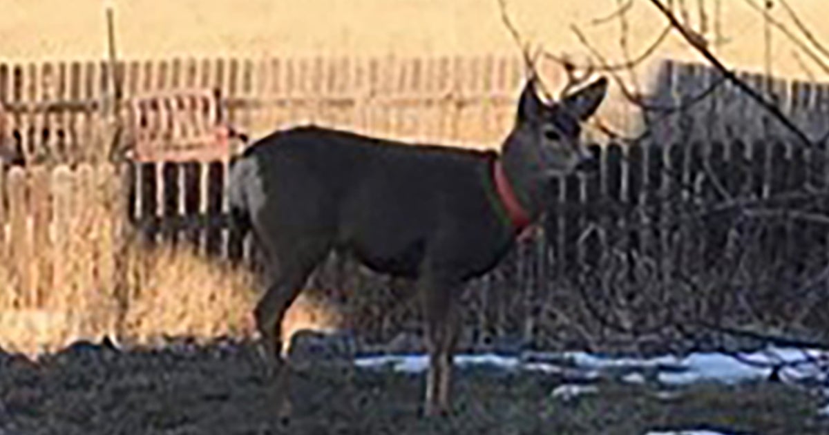 'He Dragged My Pants Right Off Me': Colorado Man Gored By Deer That ...