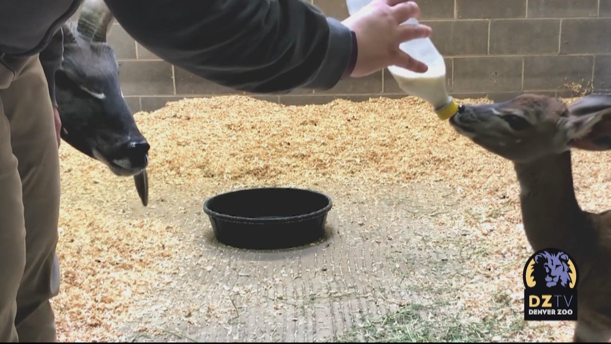 Meet Eleanor, A Lesser Kudu, Denver Zoo's Newest Baby - CBS Colorado