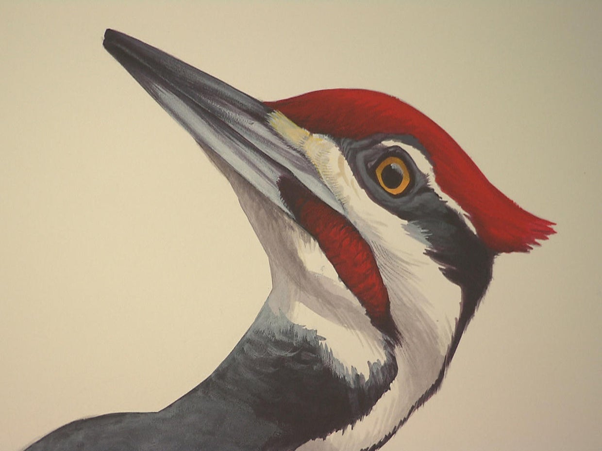 Illustrator David Sibley's bestselling field guides for birdwatchers ...