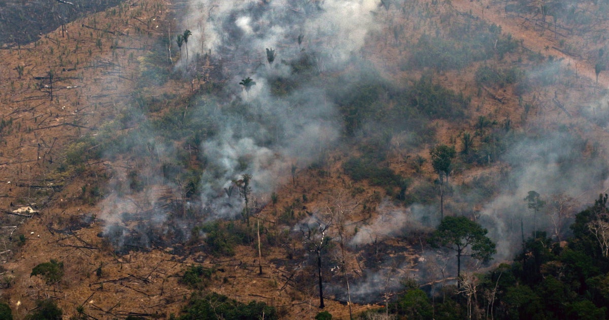 Amazon rainforest: Deforestation in Brazil's Amazon rainforest is ...