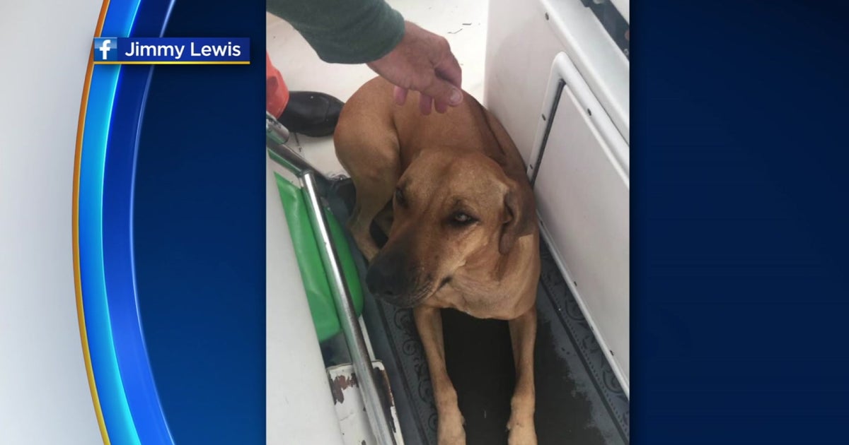 Man Finds Dog Missing For Nearly Half A Day In The Middle Of Biscayne ...
