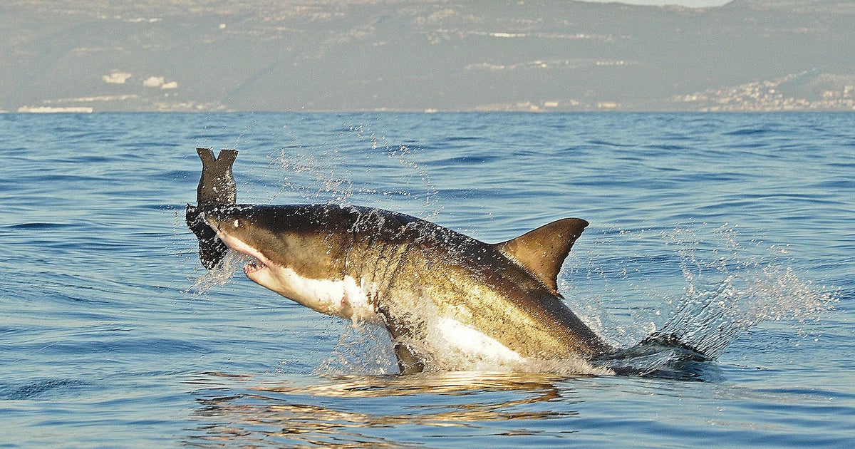 Great whites disappear from a South African shark-spotting hot spot ...