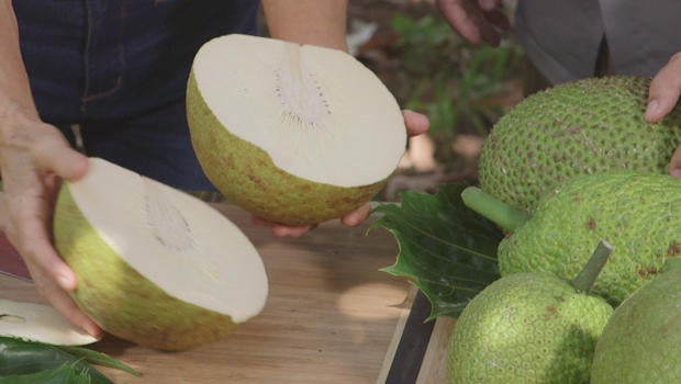 Breadfruit: Rediscovering the tropical fruit - CBS News