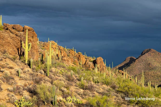 Nature up close: A living museum in the Sonora Desert - CBS News