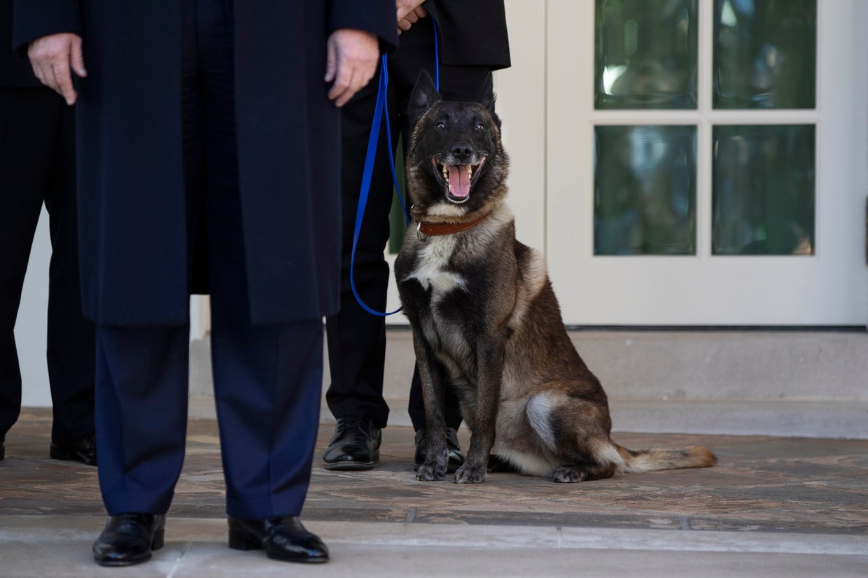 Conan, dog injured in Abu Bakr al-Baghdadi raid, honored at White House ...