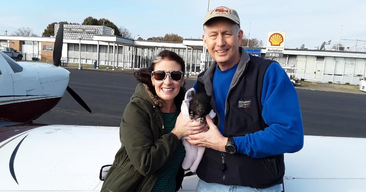 Volunteers Fly Deformed Baby Pig To Pennsylvania Veterinary Hospital ...