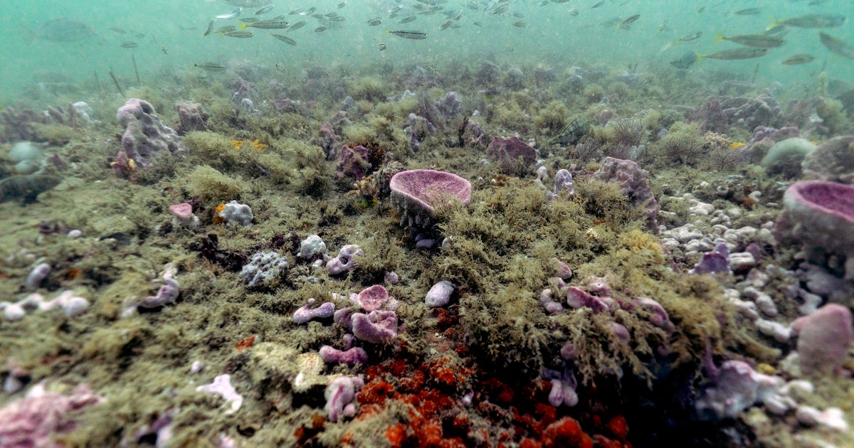 Climate change: Gray's Reef stirred an ocean conservation movement, but ...