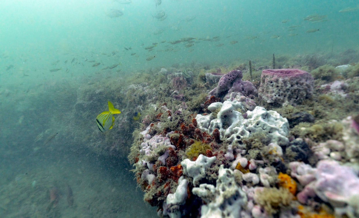 Climate change: Gray's Reef stirred an ocean conservation movement, but ...