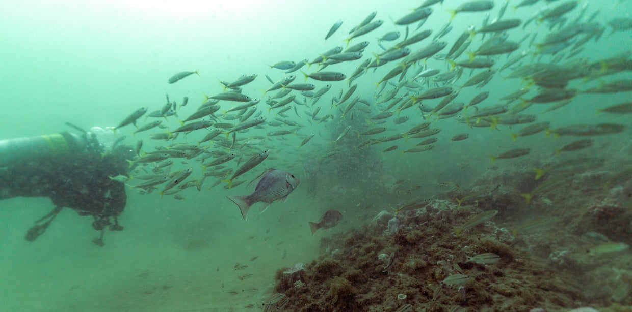 Climate change: Gray's Reef stirred an ocean conservation movement, but ...