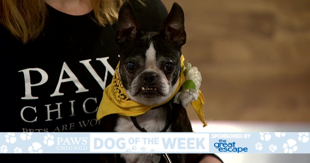 PAWS Dog Of The Week: Olivia - CBS Chicago