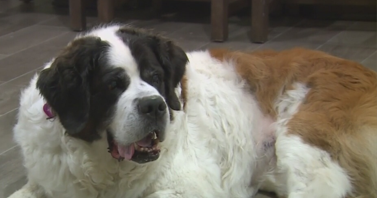 Rocklin Family Adopts Abandoned St. Bernard 'Stroodle' - CBS Sacramento