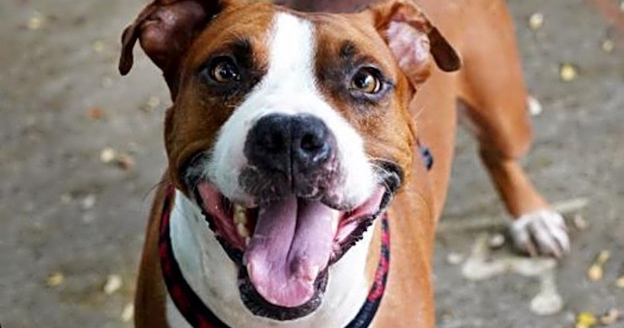 These Miami-Based Pups Are Up For Adoption And In Need Of A Good Home ...