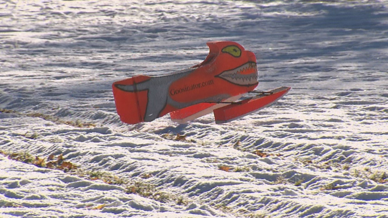 Goose Chase: Denver Uses 'Goosinator' To Scare Geese Out Of Parks - CBS ...