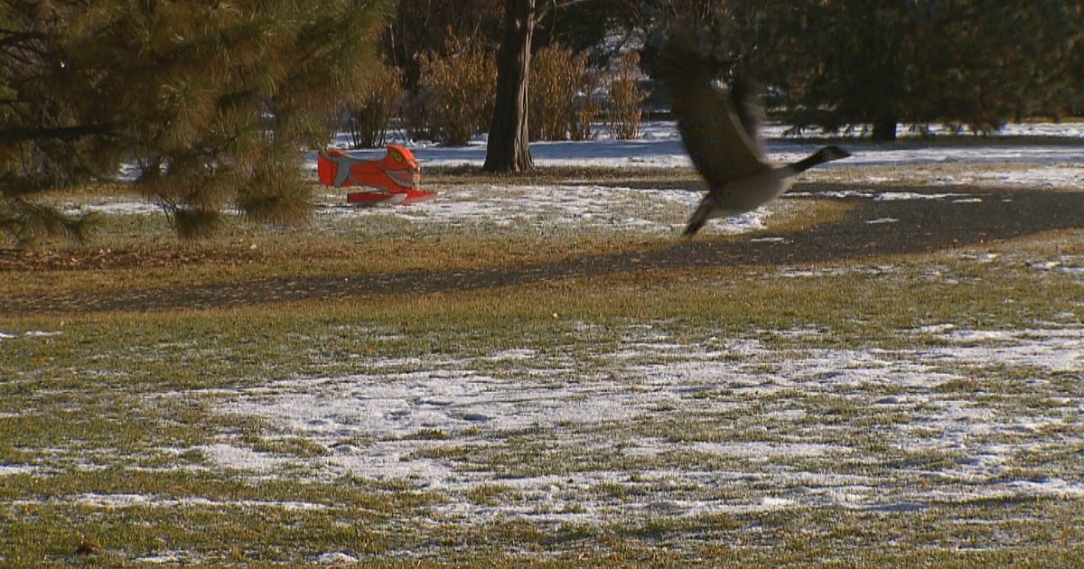 Goose Chase: Denver Uses 'Goosinator' To Scare Geese Out Of Parks - CBS ...