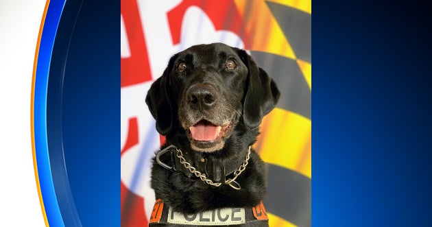 UMPD Explosive Detection K-9 Dies After Cancer Battle - CBS Baltimore