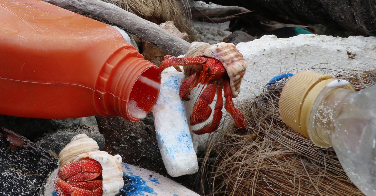 Plastic pollution has killed half a million hermit crabs that confused ...