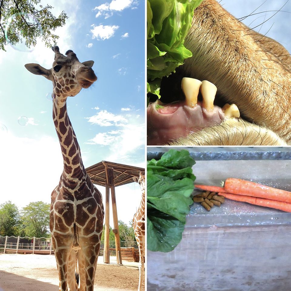 Dobby The Giraffe Loses 2 Baby Teeth - CBS Colorado