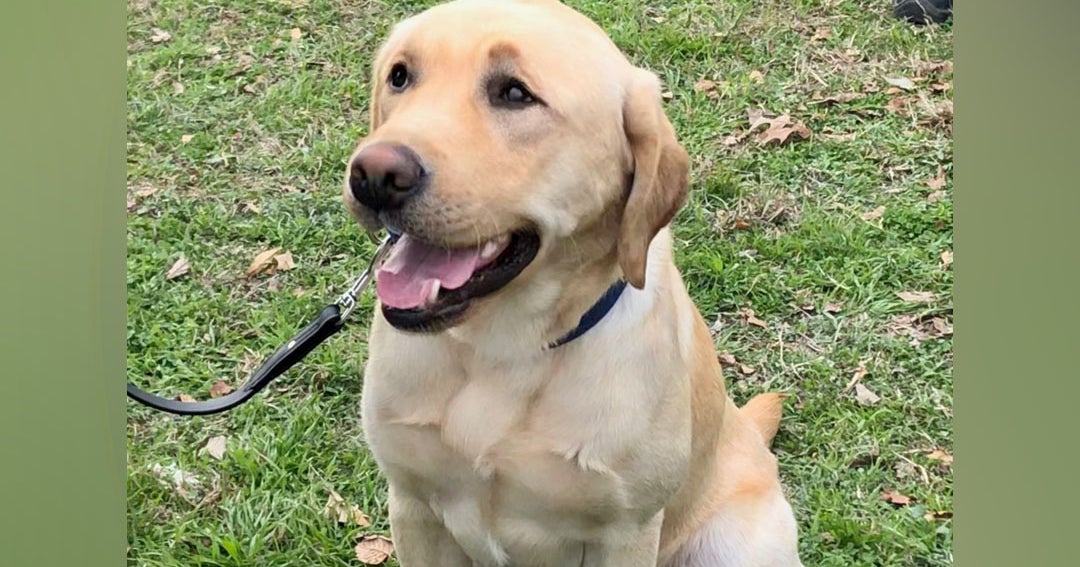 Fort Worth Accelerant Detection Dog 'Buzzy' Makes A Difference On Day 1 ...