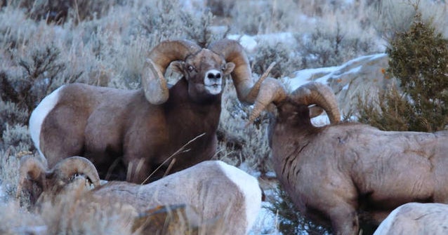 Nature: Big horn sheep in Montana - CBS News