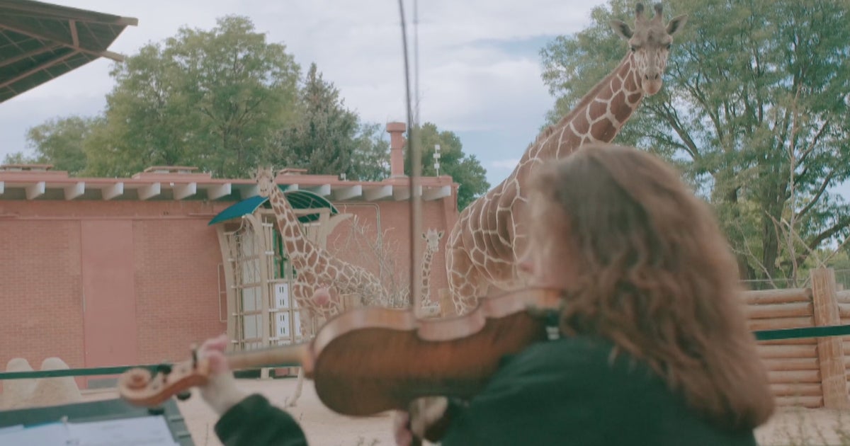 Video: Dobby The Giraffe Seems To Enjoy Performance By Colorado ...