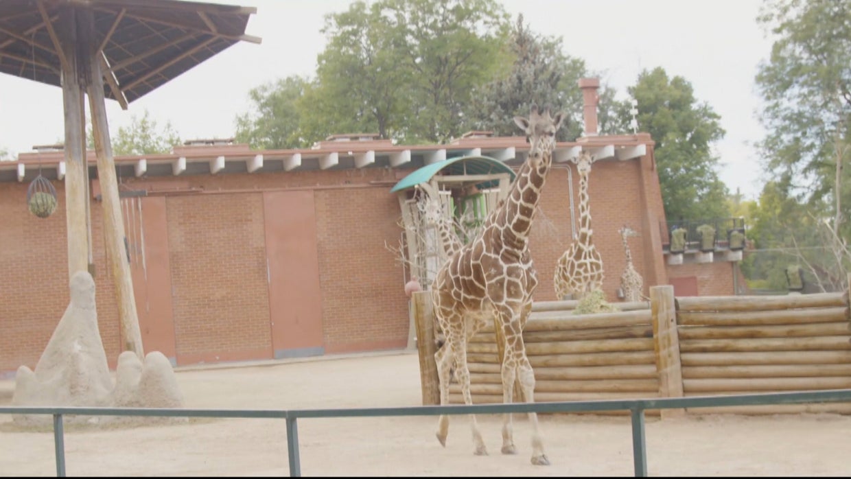 Video: Dobby The Giraffe Seems To Enjoy Performance By Colorado ...