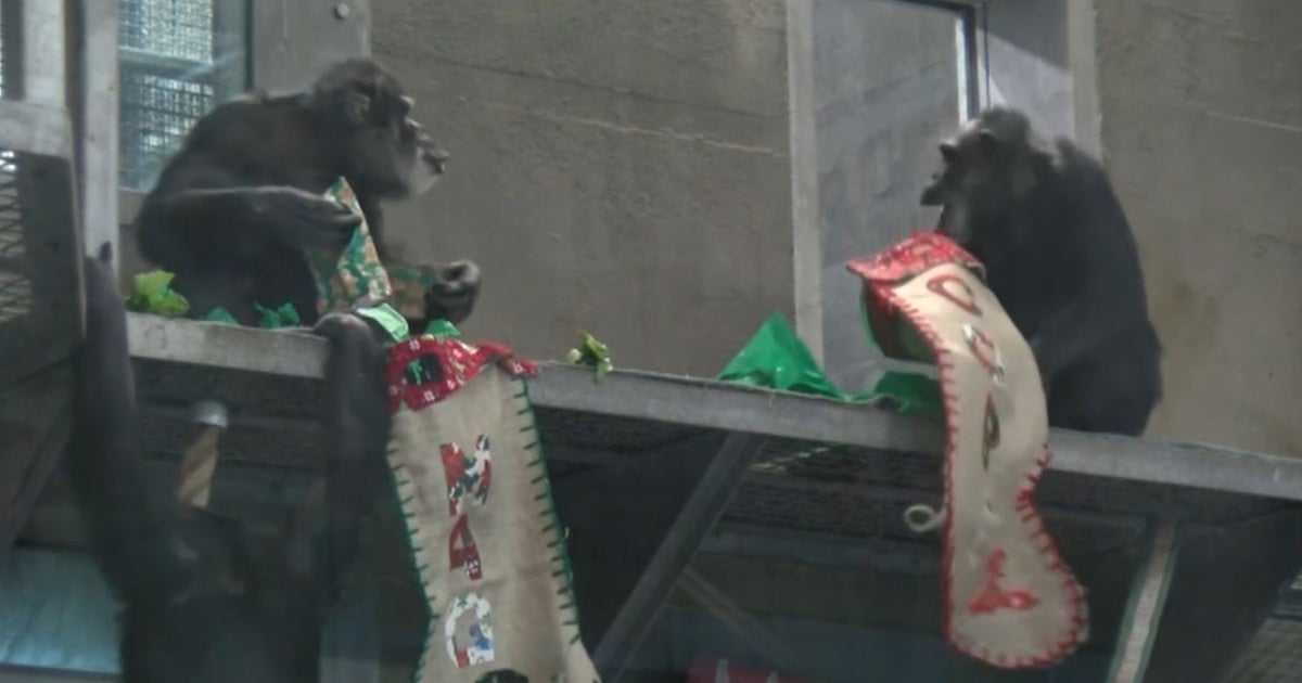 Animals At San Francisco Zoo Celebrate Holidays By Opening Presents ...