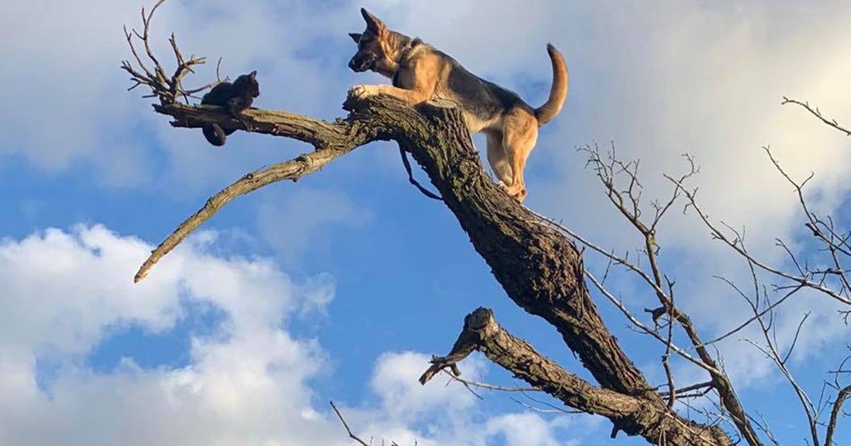 Dog Chases Cat Up Tree In Lathrop And Gets Stuck, Too - CBS Sacramento