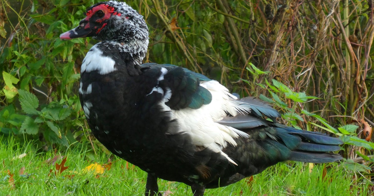 Wildlife Officials Investigating After Duck Spotted With Dart Stuck In ...