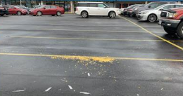 Seagulls popcorn death: A person killed at least 10 seagulls by luring ...