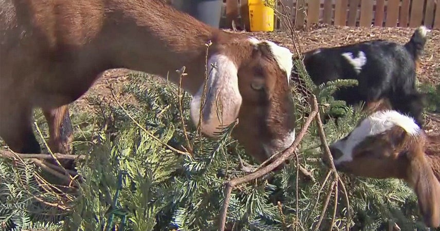 Repurposing Holiday Cheer: Goats Chew On Christmas Trees At Bonton ...