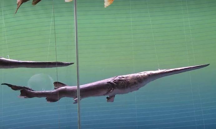Giant Chinese paddlefish declared extinct in China as human presence kills off an ancient ...