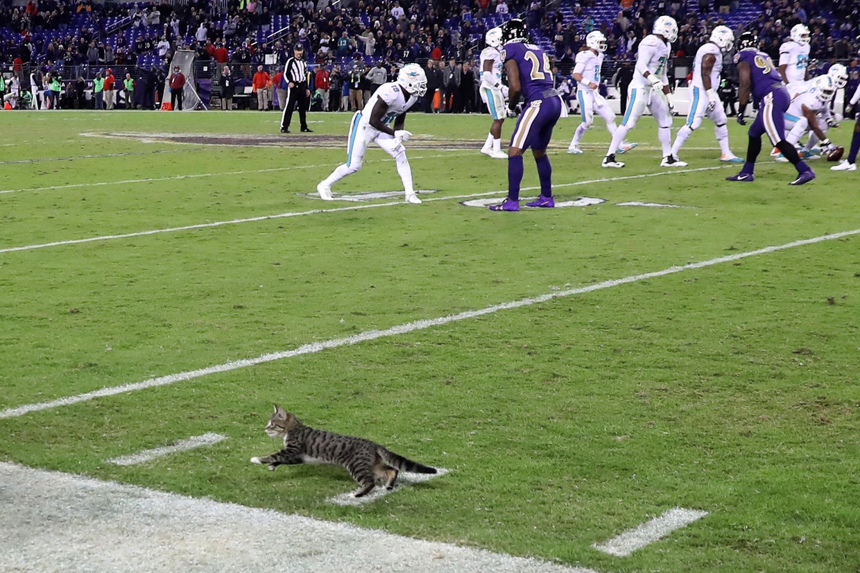 Animals on the loose