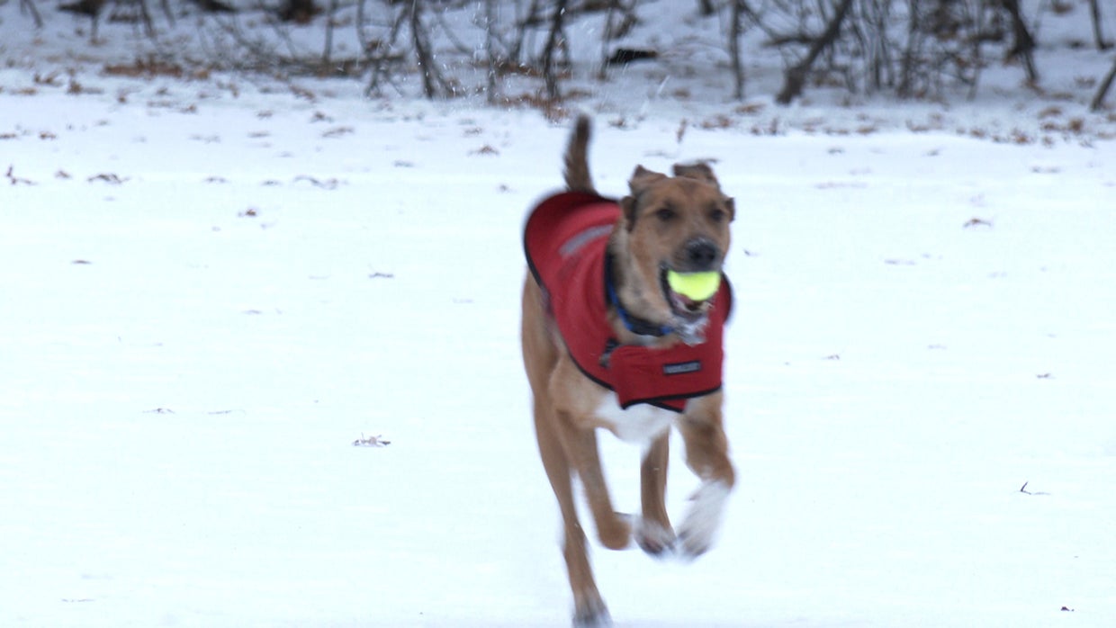 'He Endured So Much': Gabriel, Dog Found Emaciated On Wisconsin Road ...