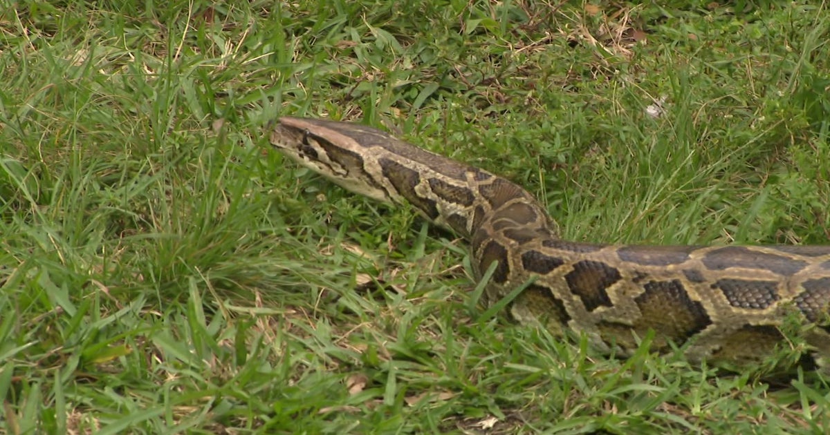 'That's A Big Snake': 16-Foot Python Captured On Florida Family's ...
