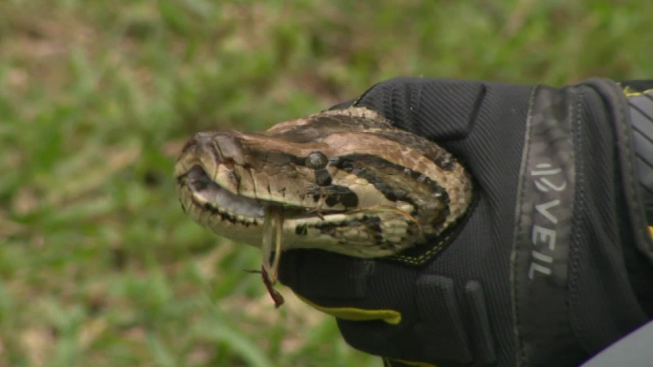 Stories About Burmese Python - CBS Miami