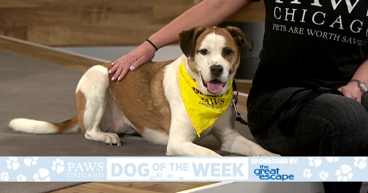 PAWS Dog Of The Week: Renata - CBS Chicago