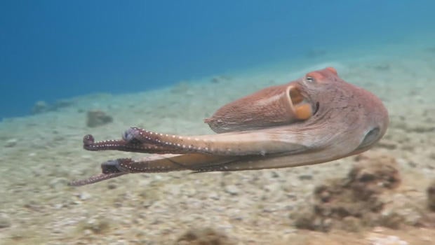 The octopus is one of the most bizarre life forms on Earth – one of the ...