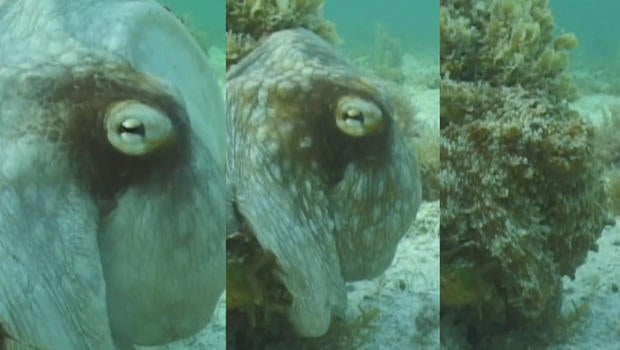 The octopus is one of the most bizarre life forms on Earth – one of the ...