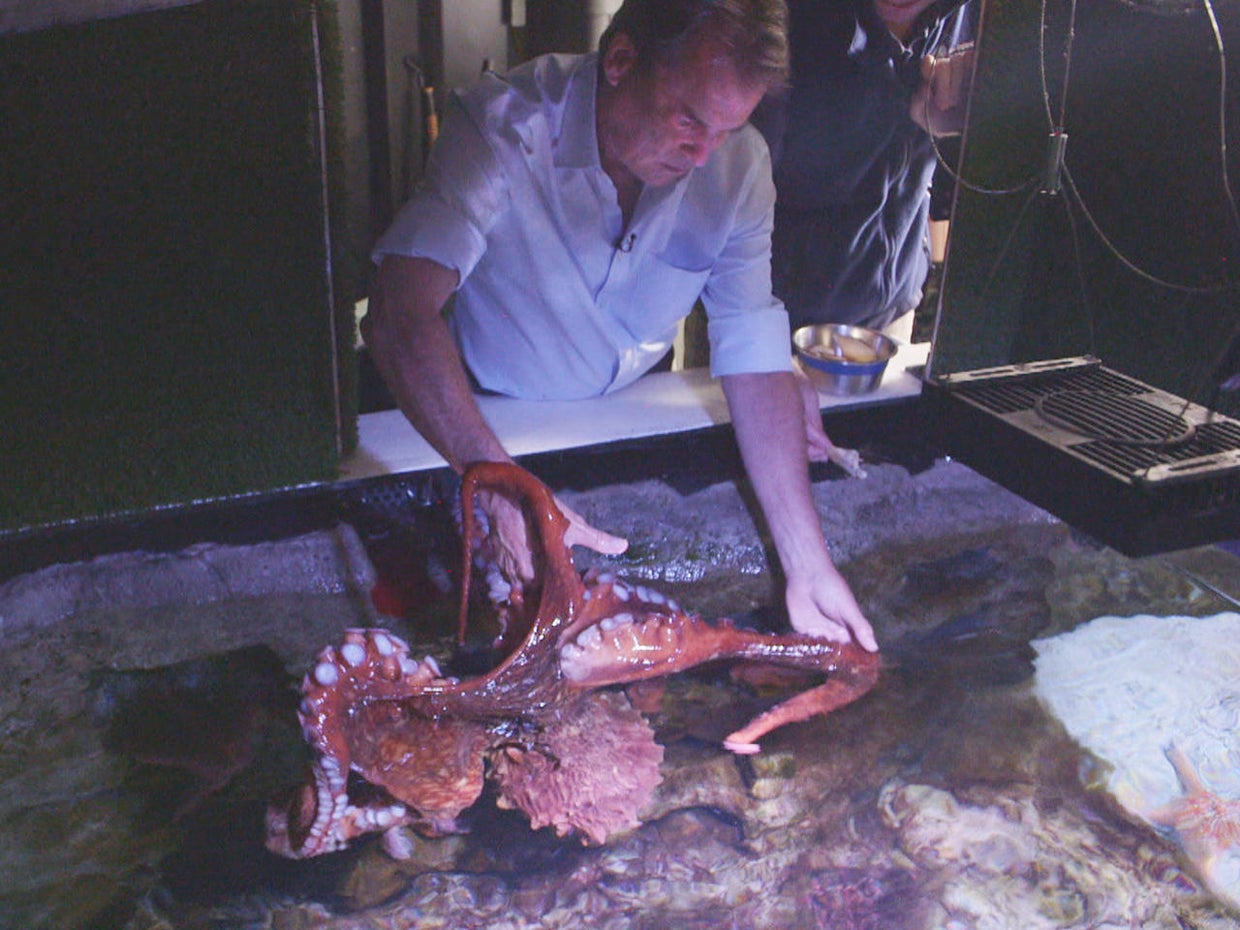 The octopus is one of the most bizarre life forms on Earth – one of the ...