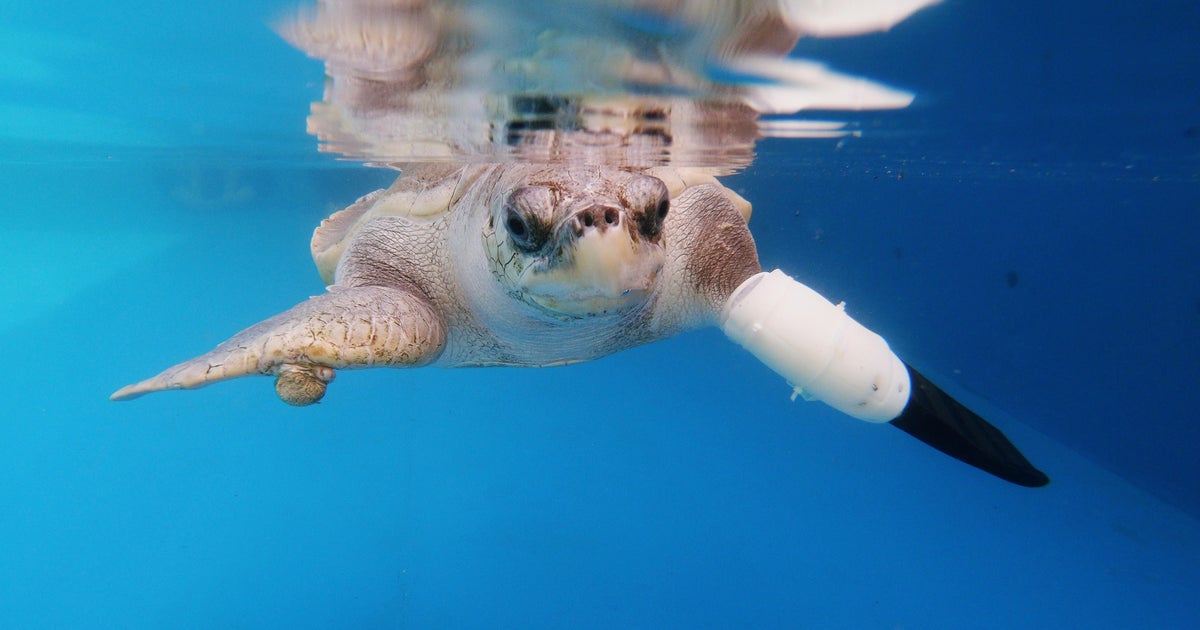 Sea turtle is swimming again with Thailand's first prosthetic flipper ...