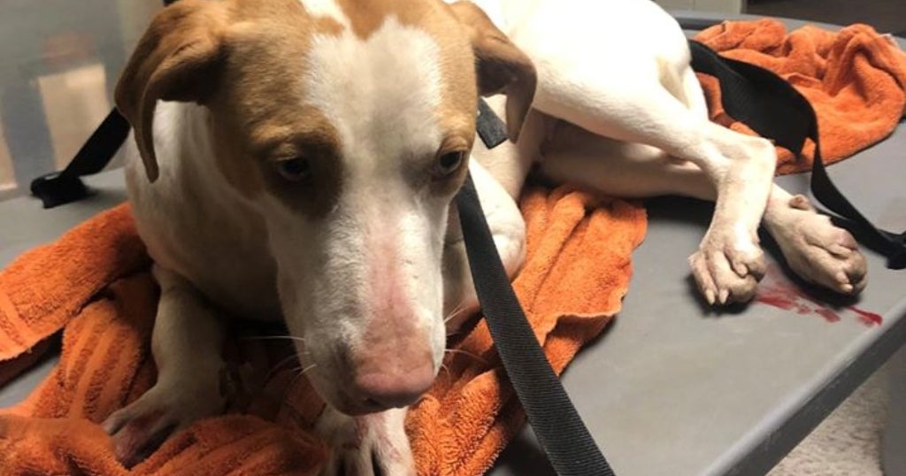 'Unspeakable Act': Puppy Thrown From 29-Foot Highway Overpass Rescued ...