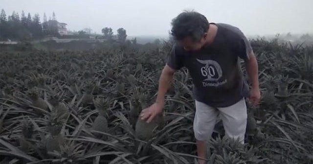 Ash from Taal volcano turns crops gray in the Philippines - CBS News