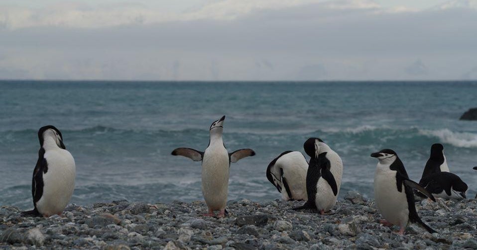 Climate change cited as Antarctica's chinstrap penguin population drops ...