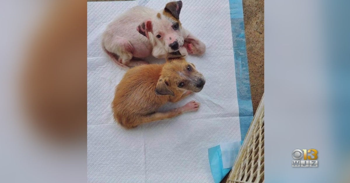 Local Animal Shelter Helping Dogs Affected By Recent Earthquakes In ...