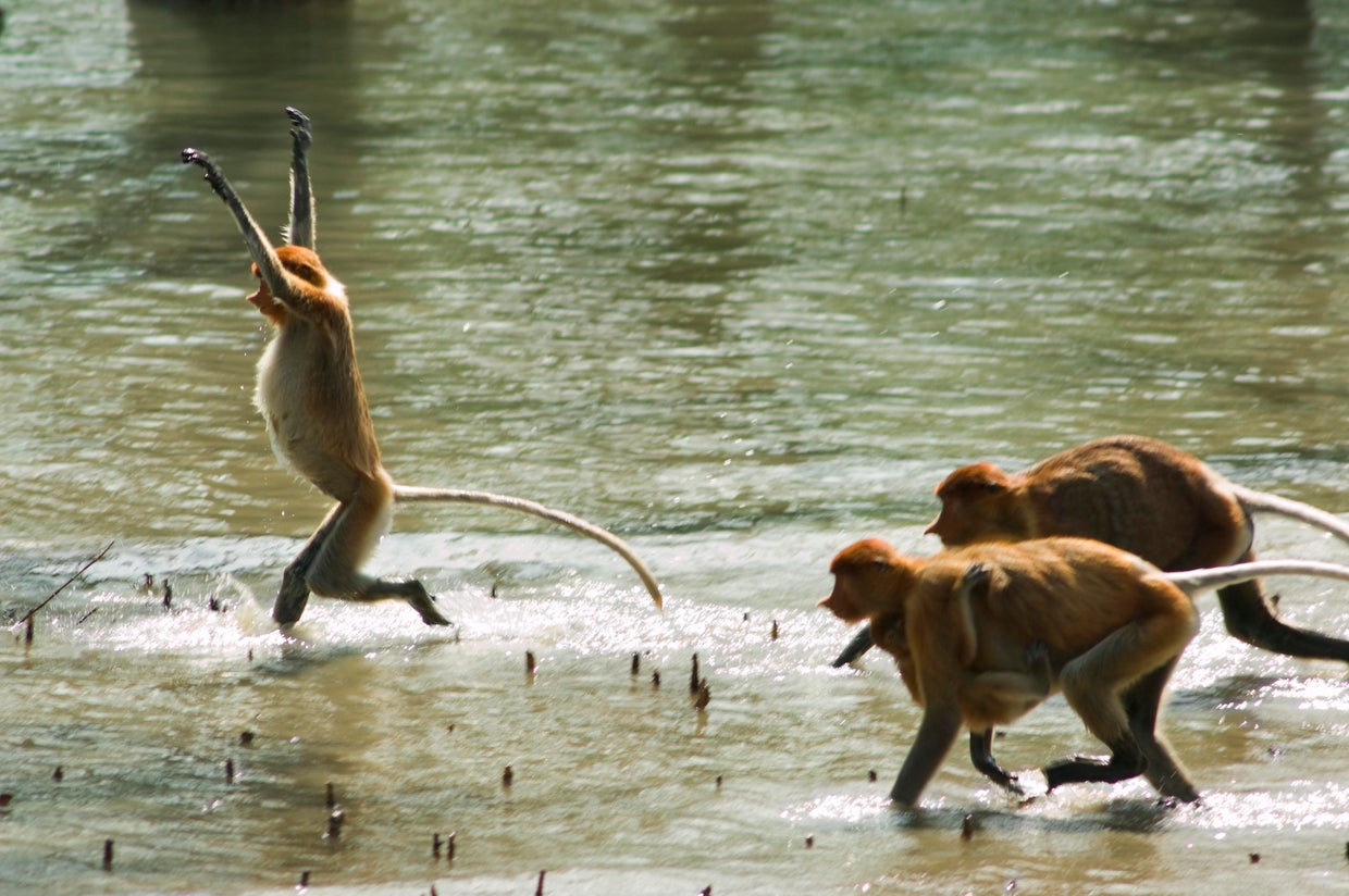 Animals doing people things