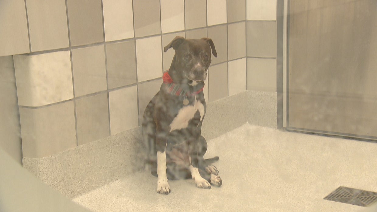 Pit Bull Breed Ban Repeal In Denver Passes On First Vote - CBS Colorado