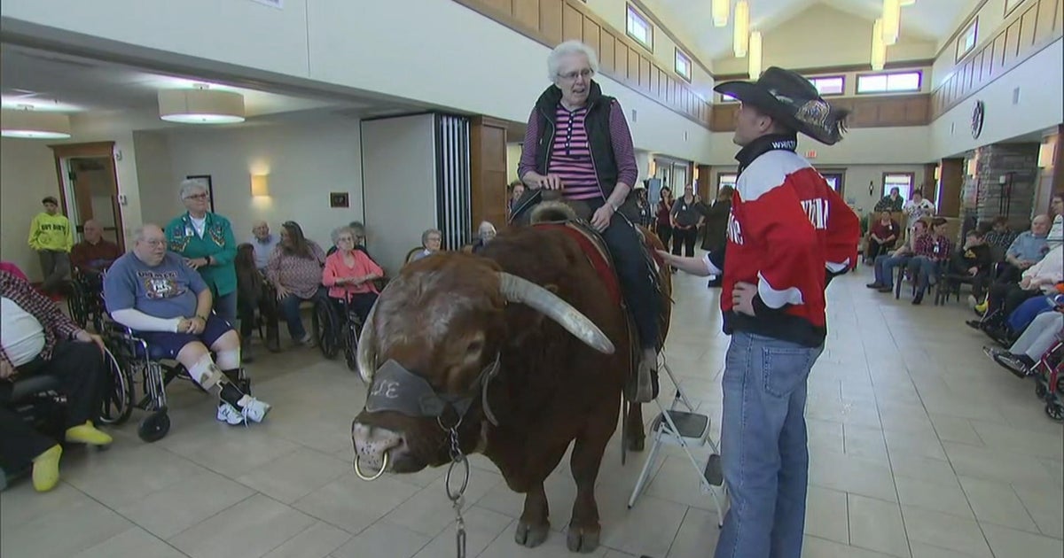 Therapy bull inspires seniors to grab life by the horns - CBS News