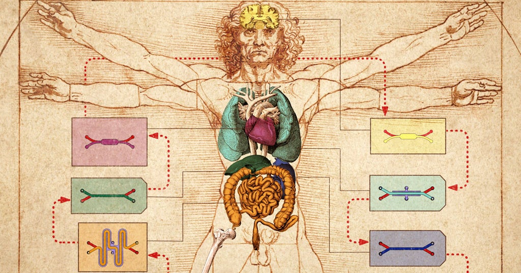 Harvard Researchers Create 'Body-On-Chips' That May Allow Safer Drug ...