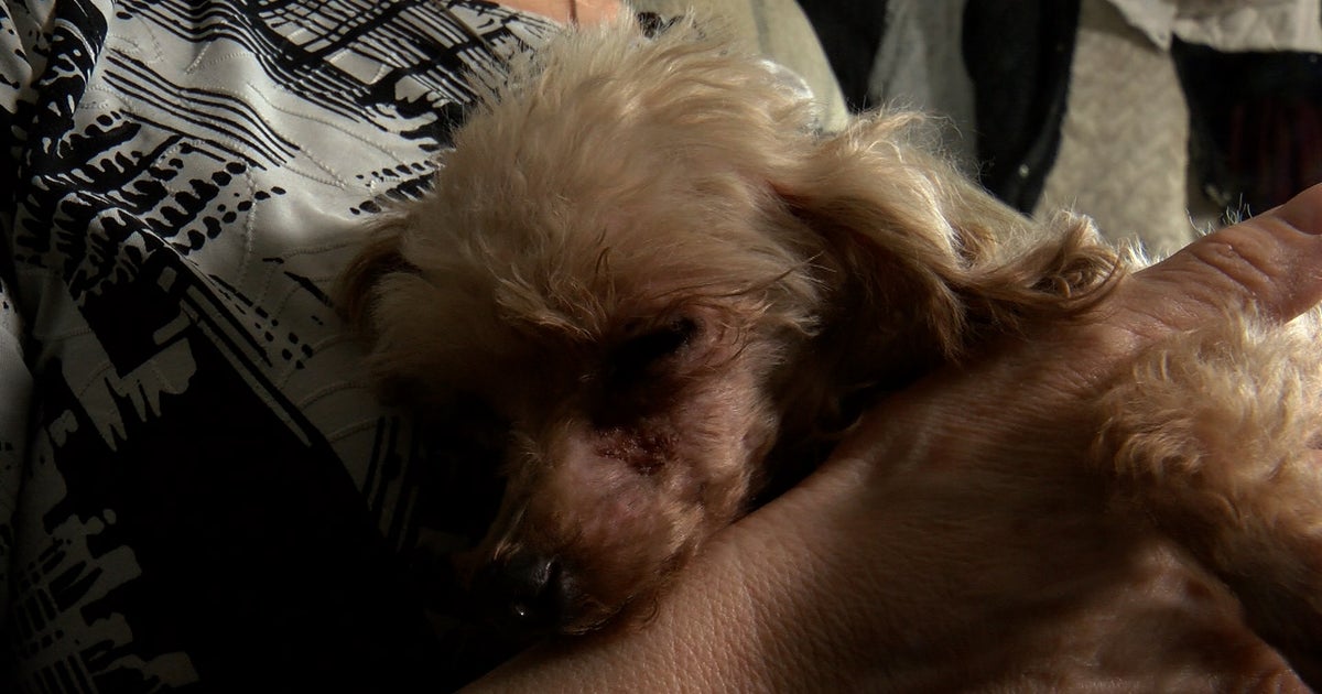 'I Needed Her Just As Much As She Needed Me': Woman Finds Missing Dog ...