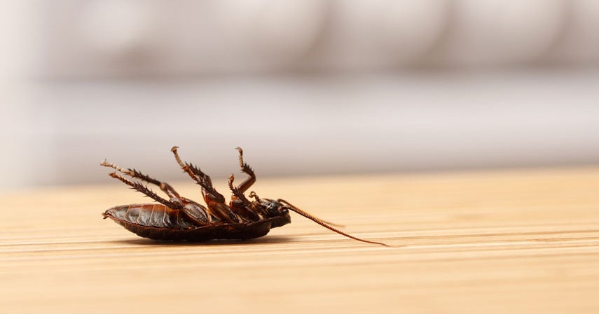 That's scary: Roaches spoil Halloween on Wyandotte street - CBS Detroit